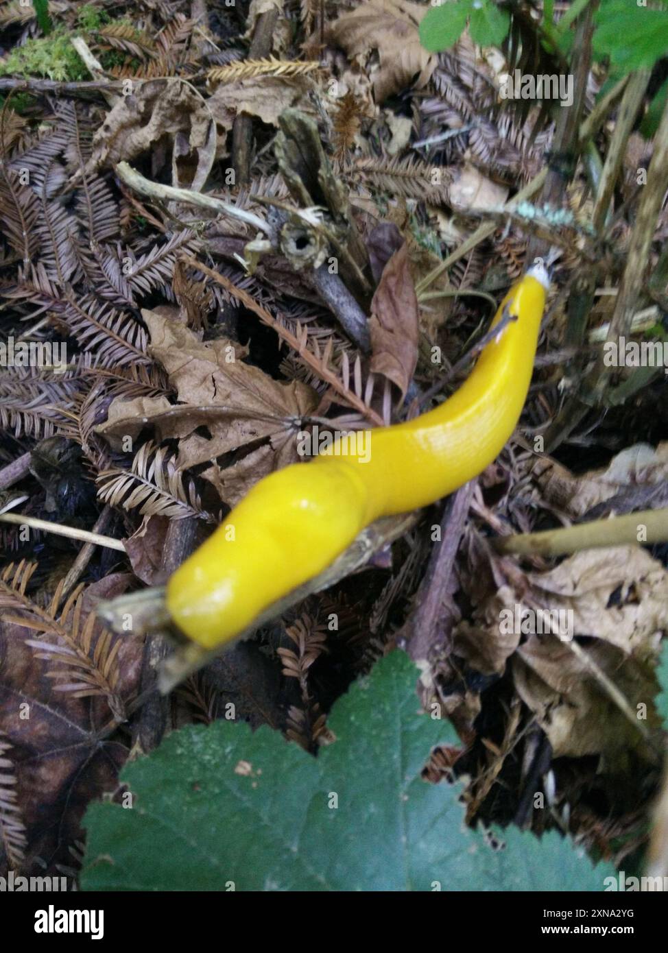 California Banana Slug (Ariolimax californicus) Mollusca Stock Photo ...