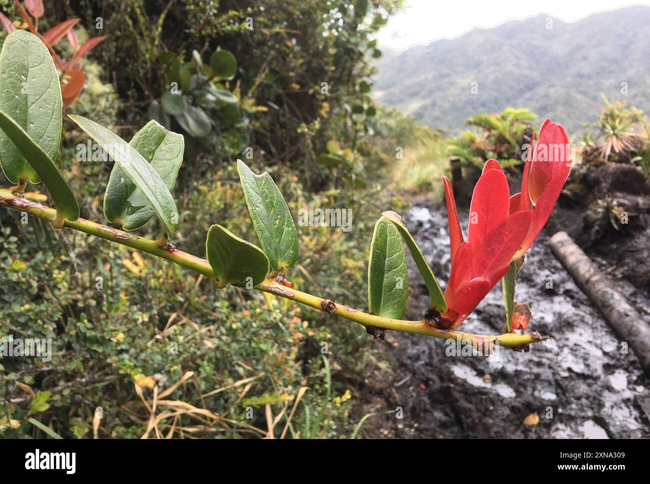 tropical blueberry (Macleania rupestris) Plantae Stock Photo - Alamy