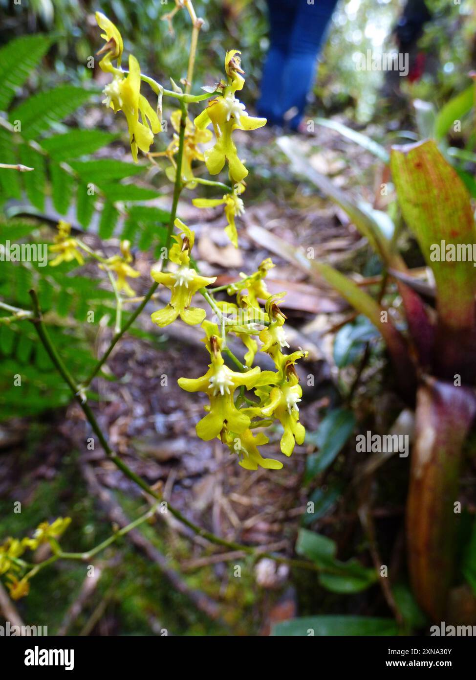 dancing lady orchids (Oncidium) Plantae Stock Photo - Alamy