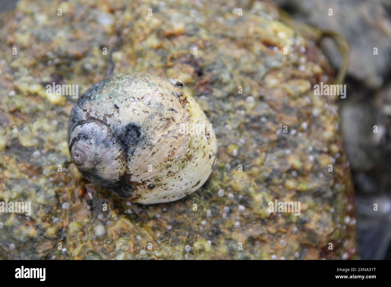 Northern Moonsnail (Euspira heros) Mollusca Stock Photo - Alamy