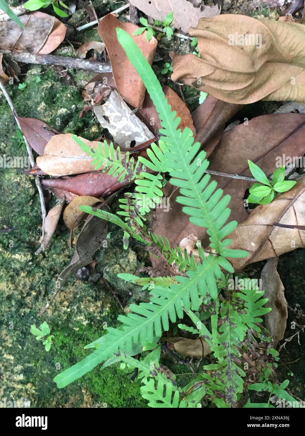 polypody family (Polypodiaceae) Plantae Stock Photo - Alamy