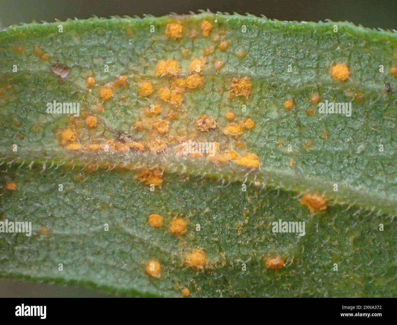 rust fungi (Pucciniales) Fungi Stock Photo - Alamy