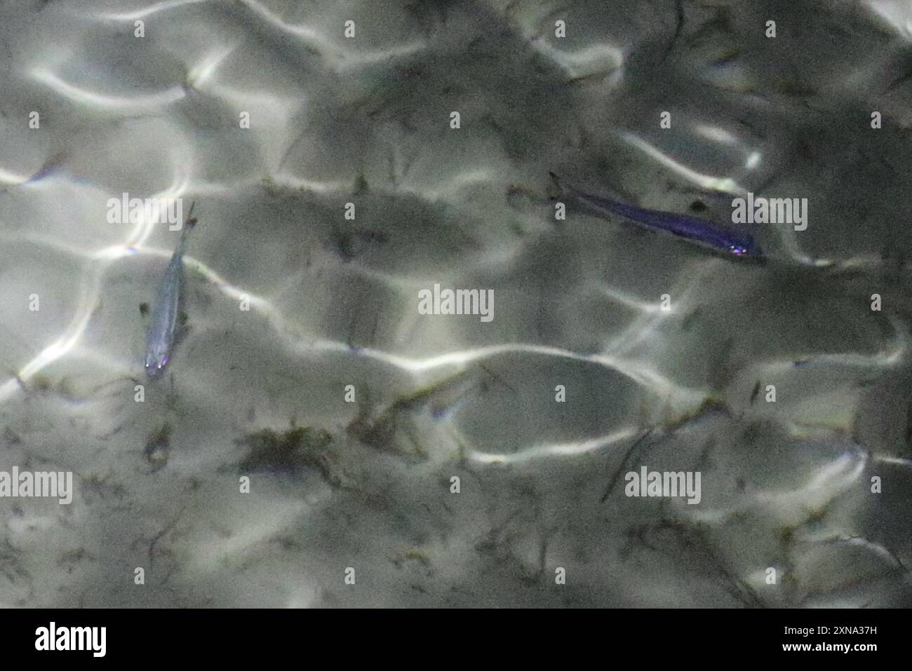 Common Hardyhead (Atherinomorus vaigiensis) Actinopterygii Stock Photo ...