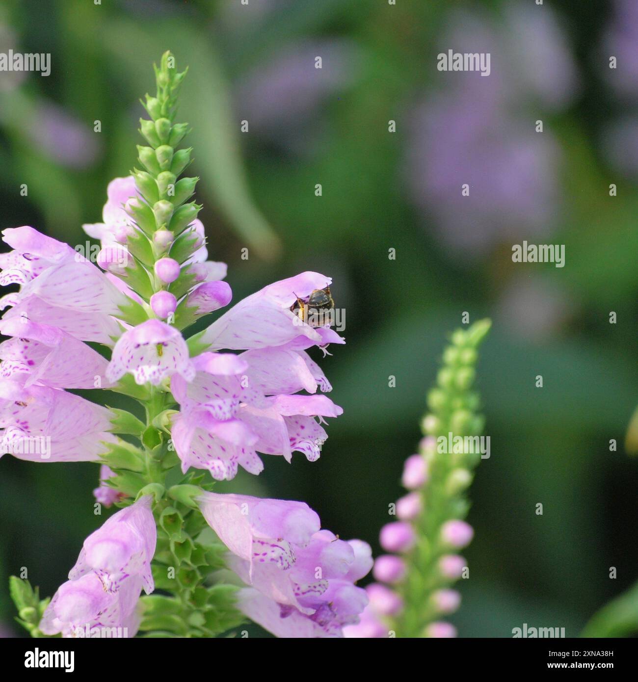 Mandschurica hi-res stock photography and images - Alamy