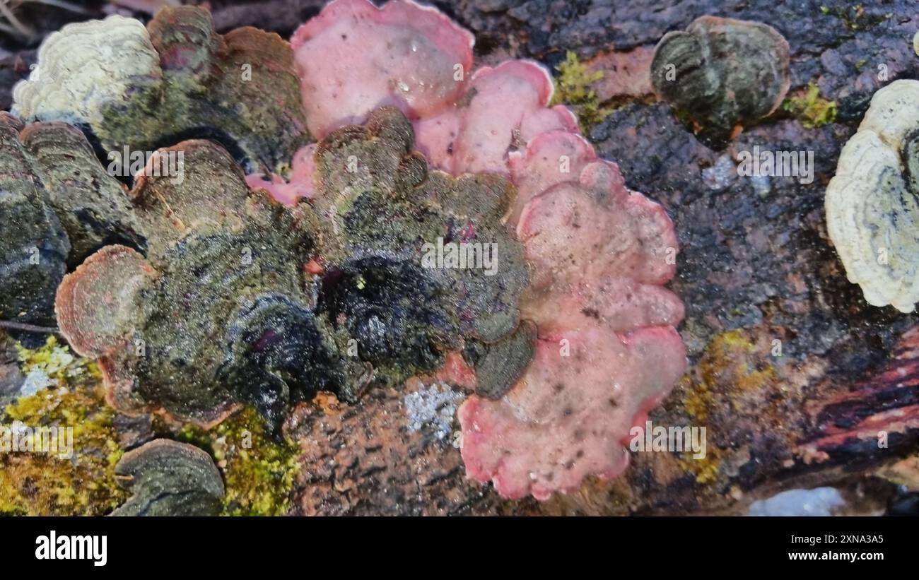 Coral pink merulius hi-res stock photography and images - Alamy