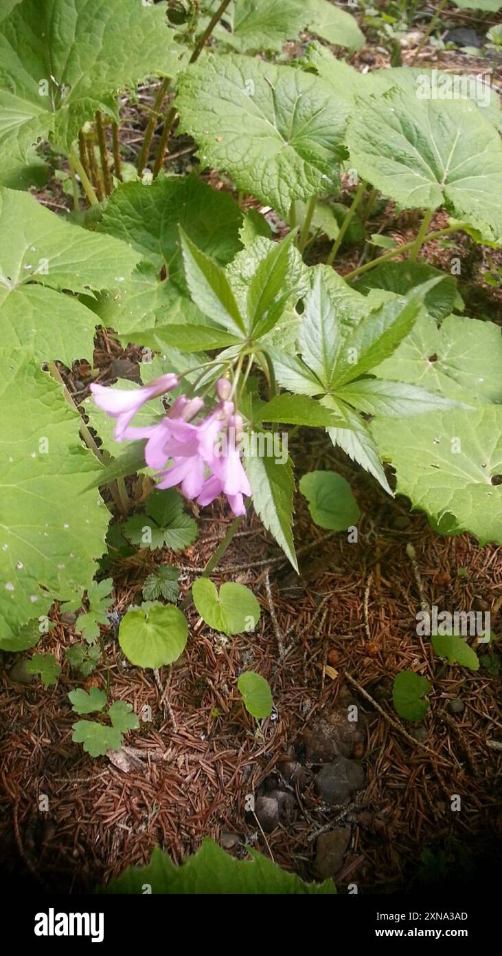 Five-leaflet Bittercress (Cardamine pentaphyllos) Plantae Stock Photo ...