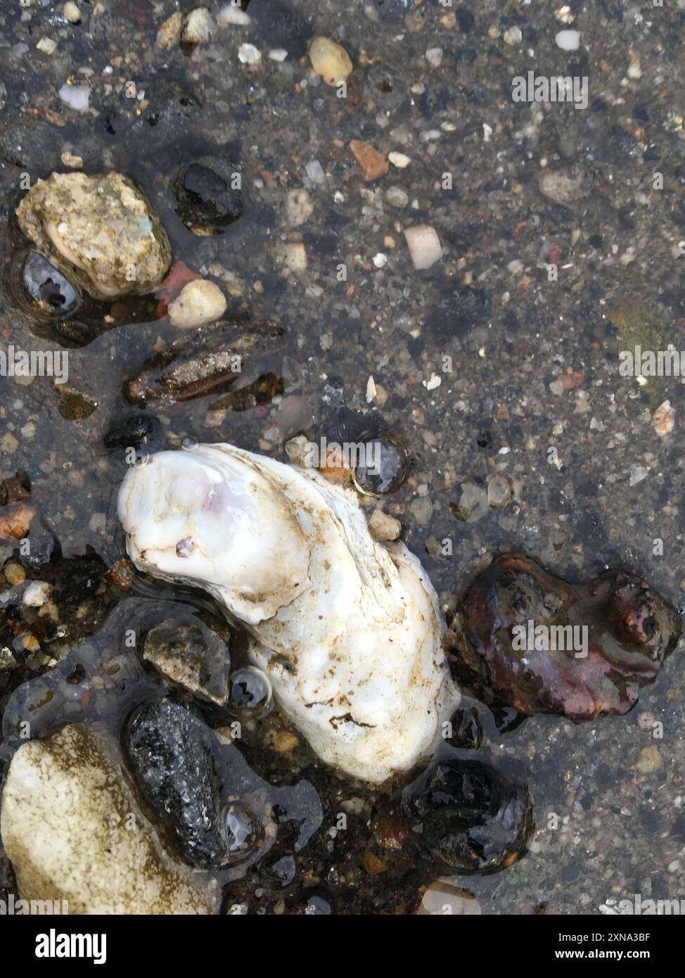 Eastern Oyster (Crassostrea virginica) Mollusca Stock Photo - Alamy
