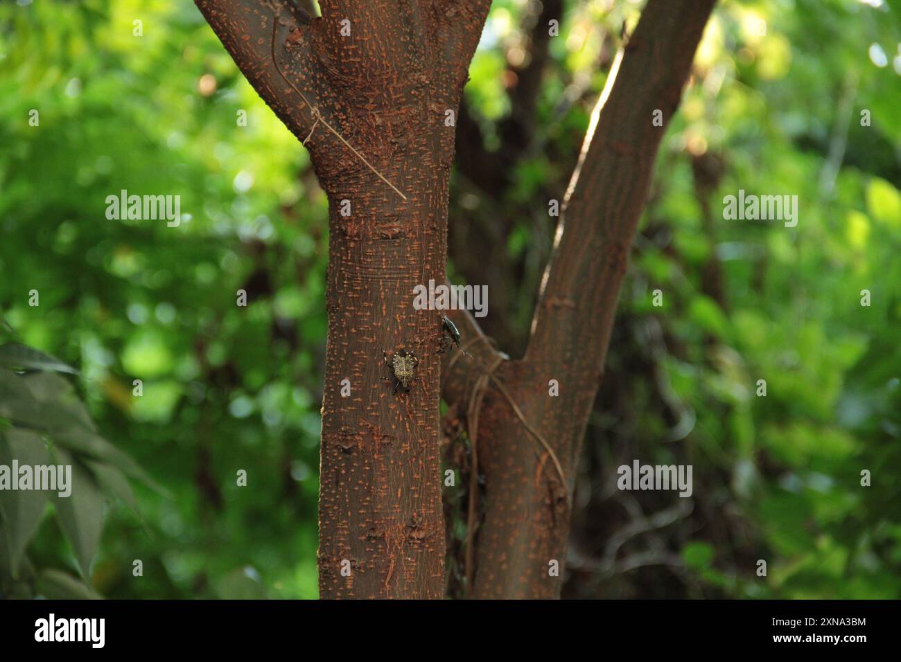Yellow-spotted Stink Bug (Erthesina fullo) Insecta Stock Photo - Alamy