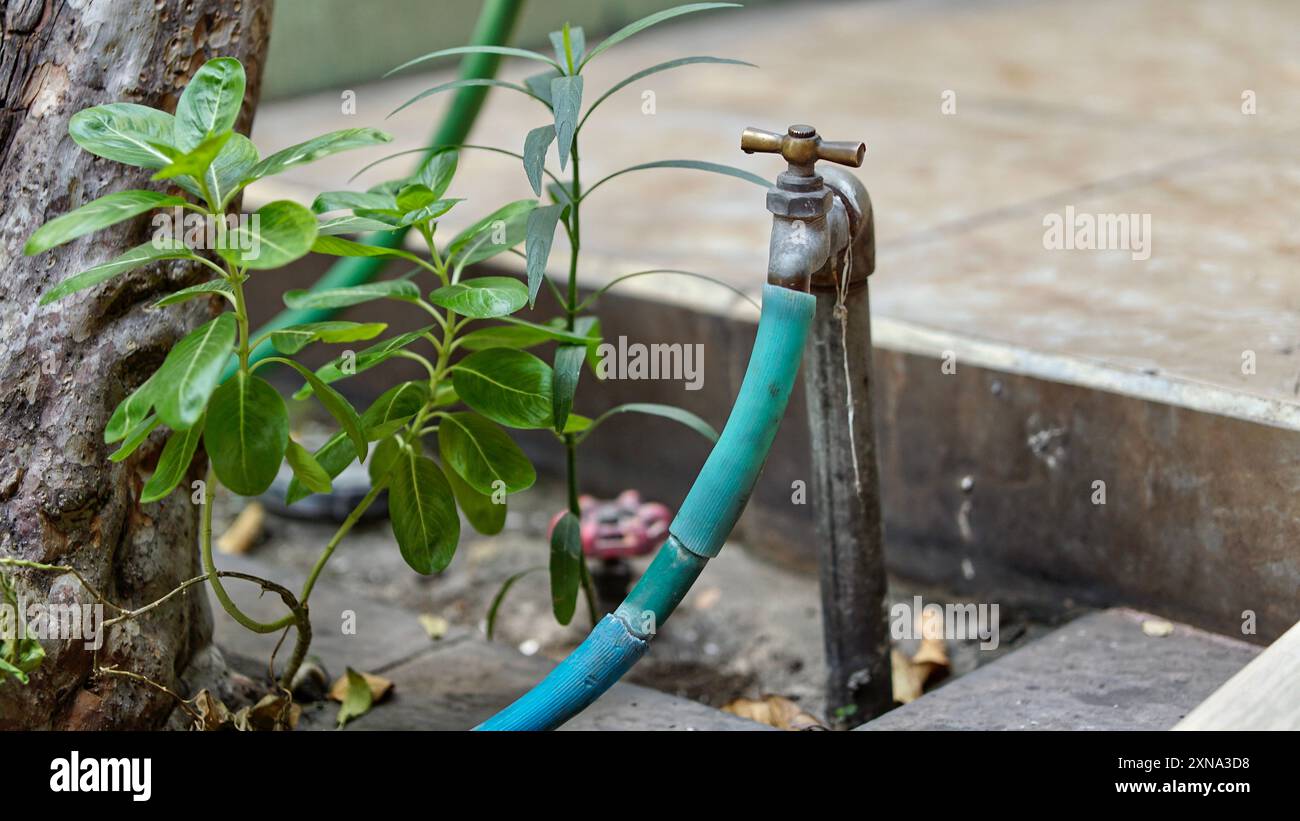 Outdoor water tap with hose next to green plants. Garden Water Tap with ...