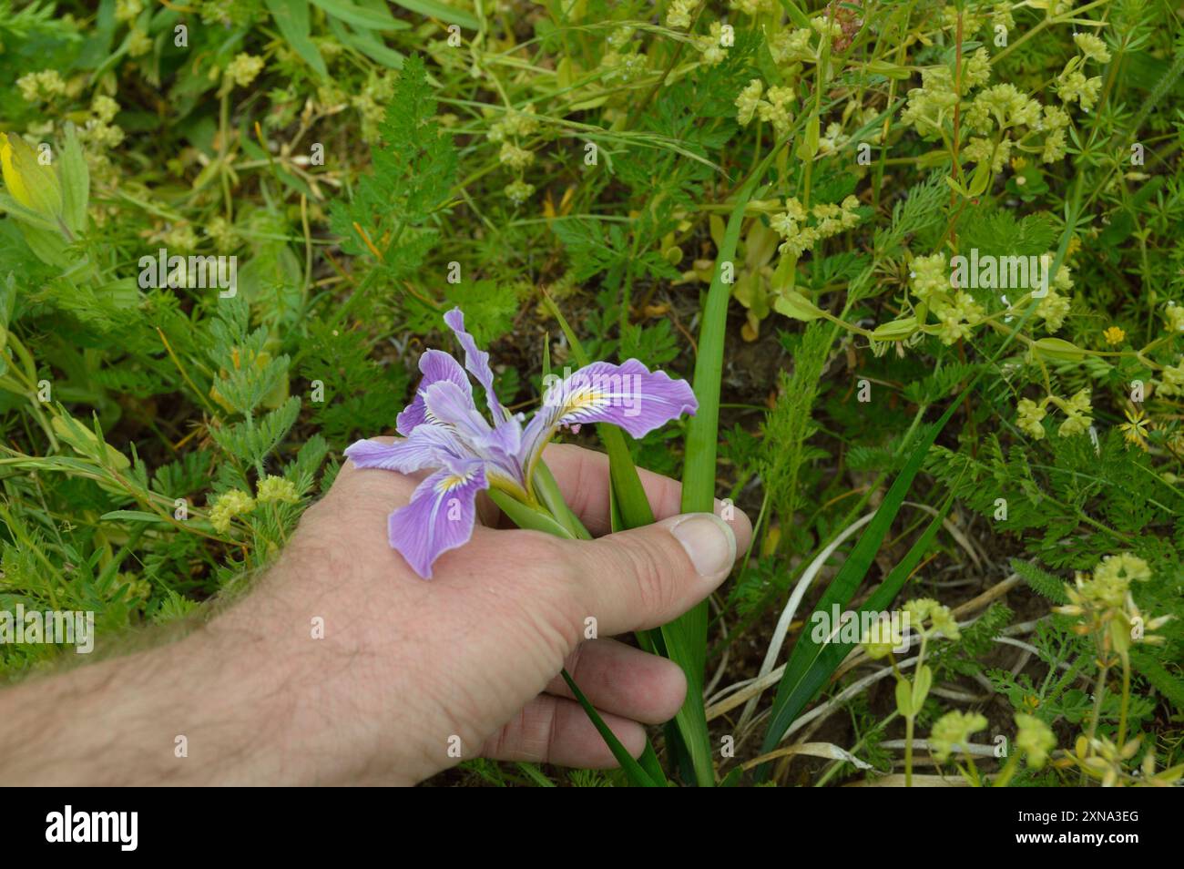 Oregon iris (Iris tenax) Plantae Stock Photo - Alamy