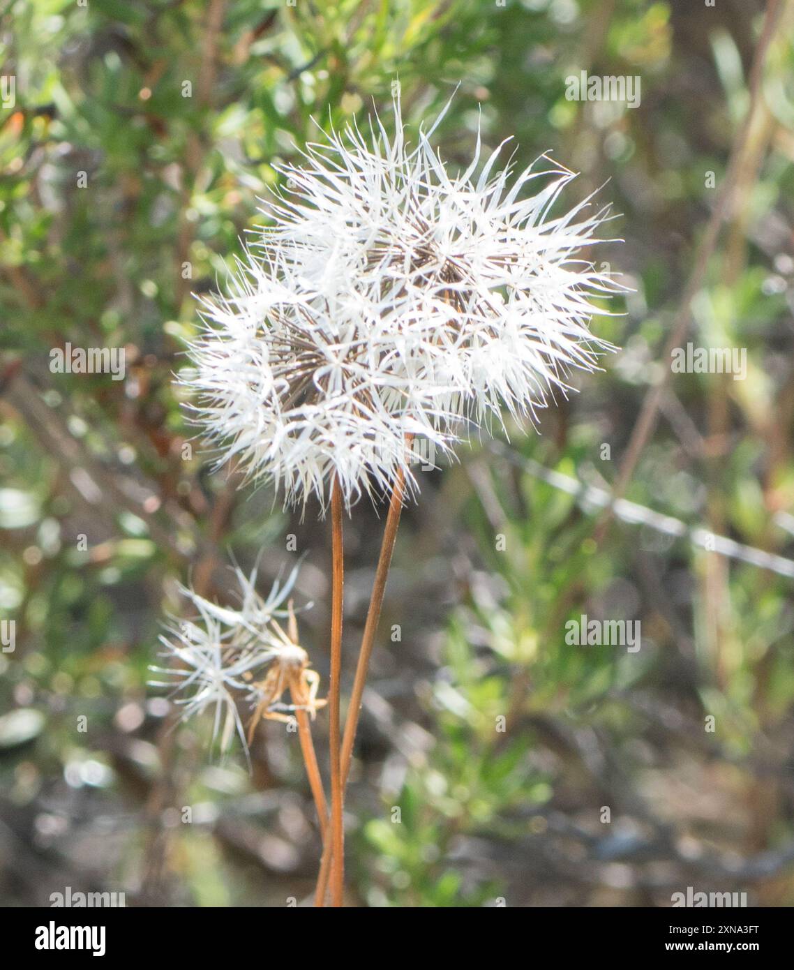 silverpuffs (Uropappus lindleyi) Plantae Stock Photo - Alamy