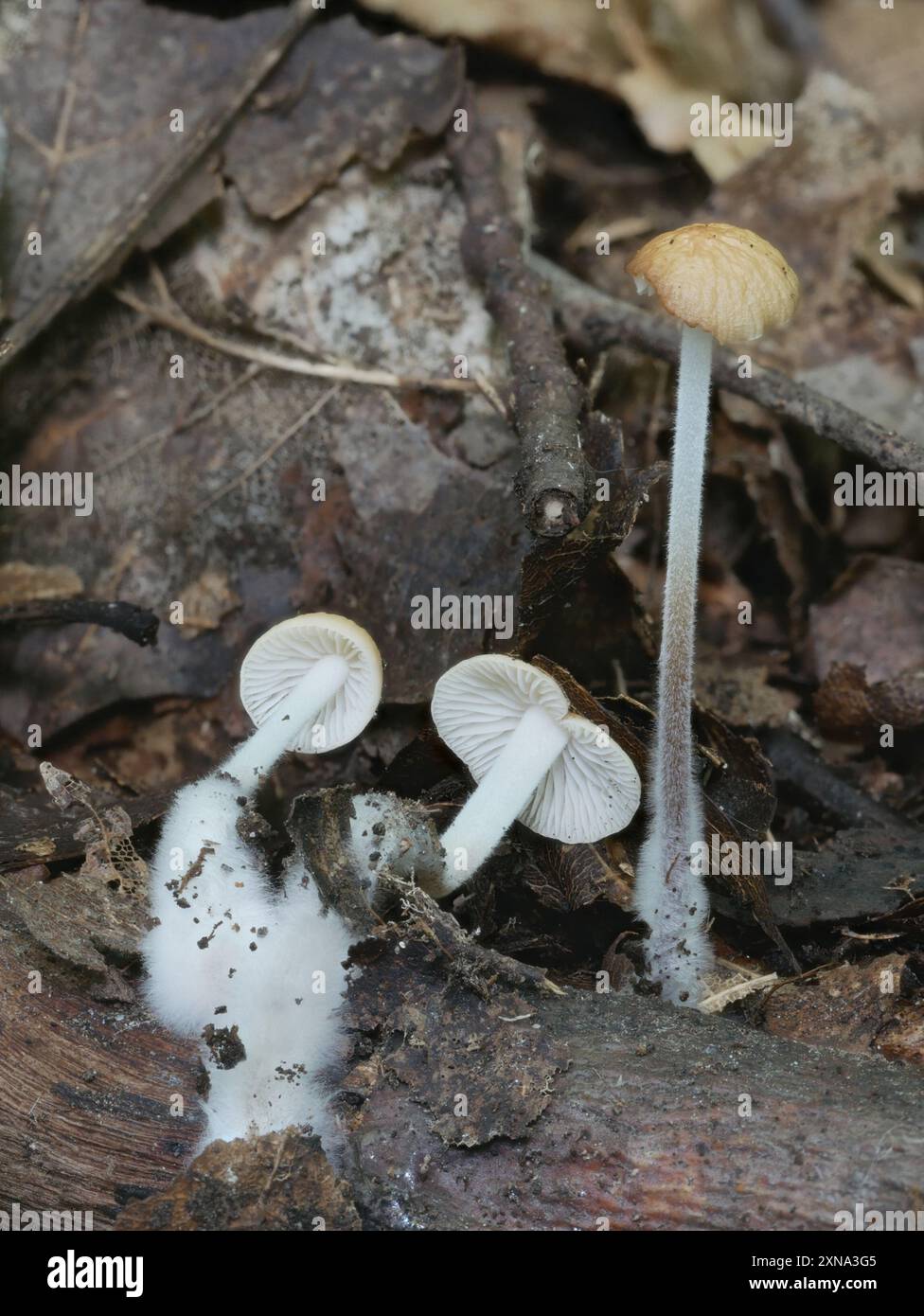 Hairy Long Stem Marasmius (Rhizomarasmius pyrrhocephalus) Fungi Stock ...