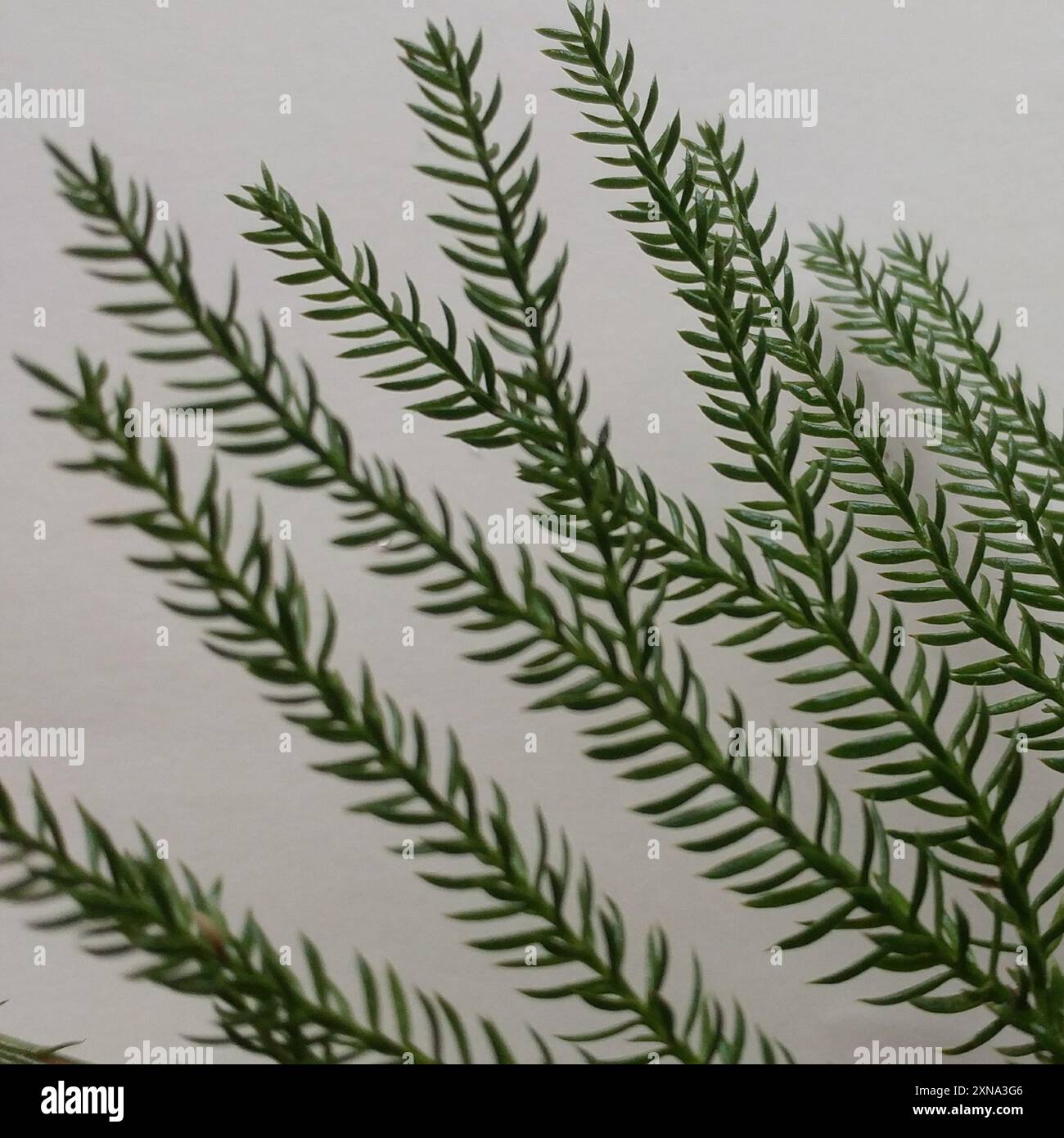 prickly tree-clubmoss (Dendrolycopodium dendroideum) Plantae Stock ...