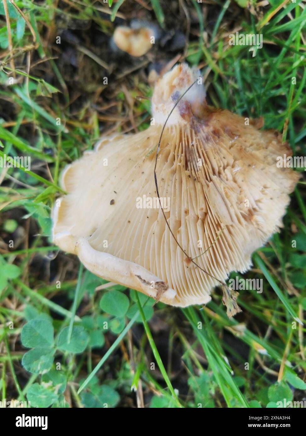 Common Milkcaps (Lactarius) Fungi Stock Photo - Alamy