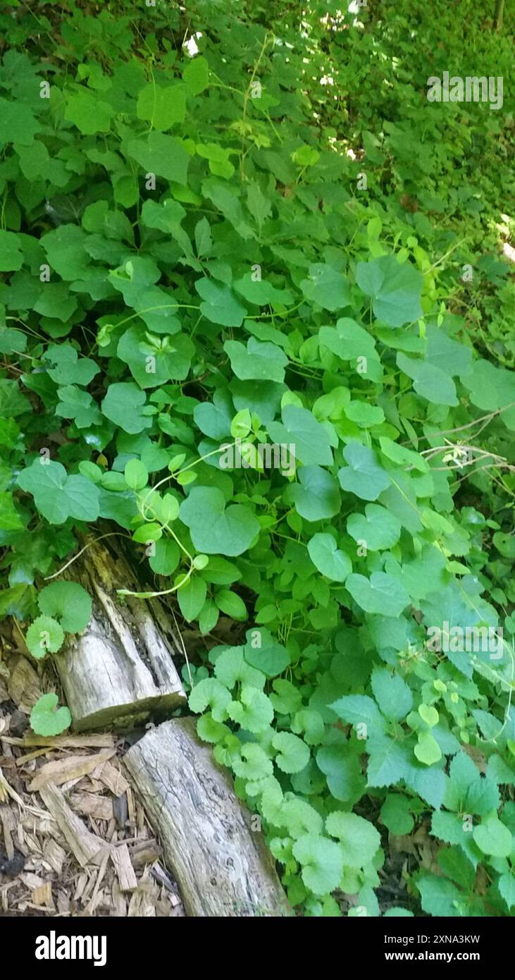moonseed (Menispermum canadense) Plantae Stock Photo - Alamy