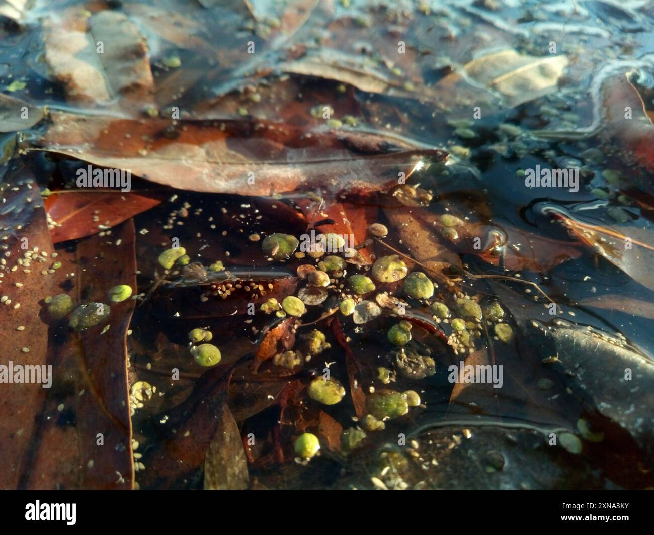 greater duckweed (Spirodela polyrhiza) Plantae Stock Photo - Alamy