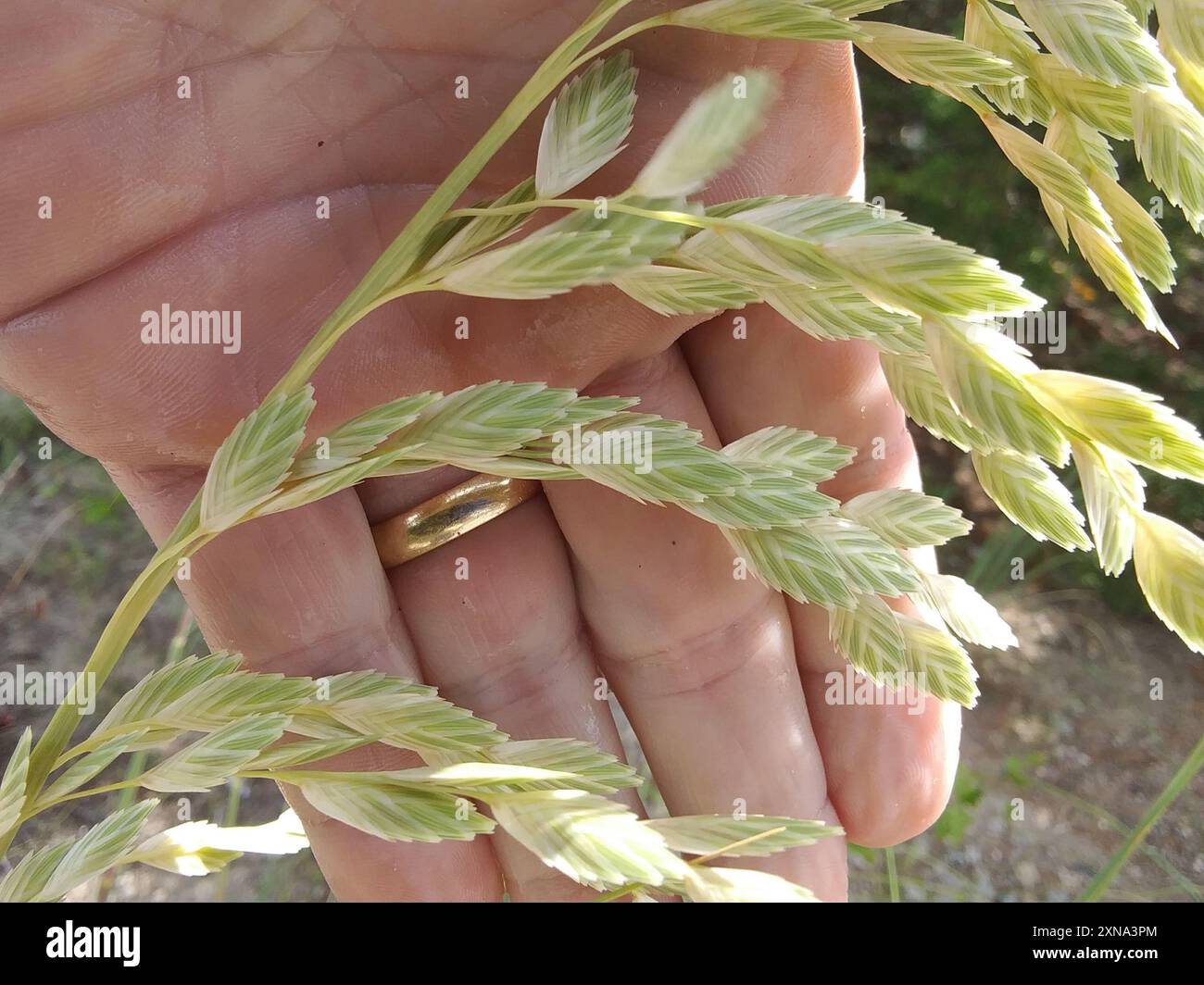sea oats (Uniola paniculata) Plantae Stock Photo - Alamy