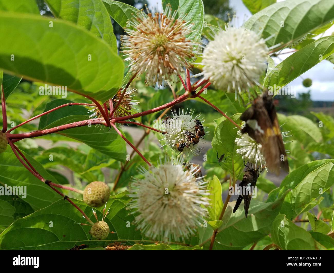 Delta Flower Scarab (Trigonopeltastes delta) Insecta Stock Photo - Alamy