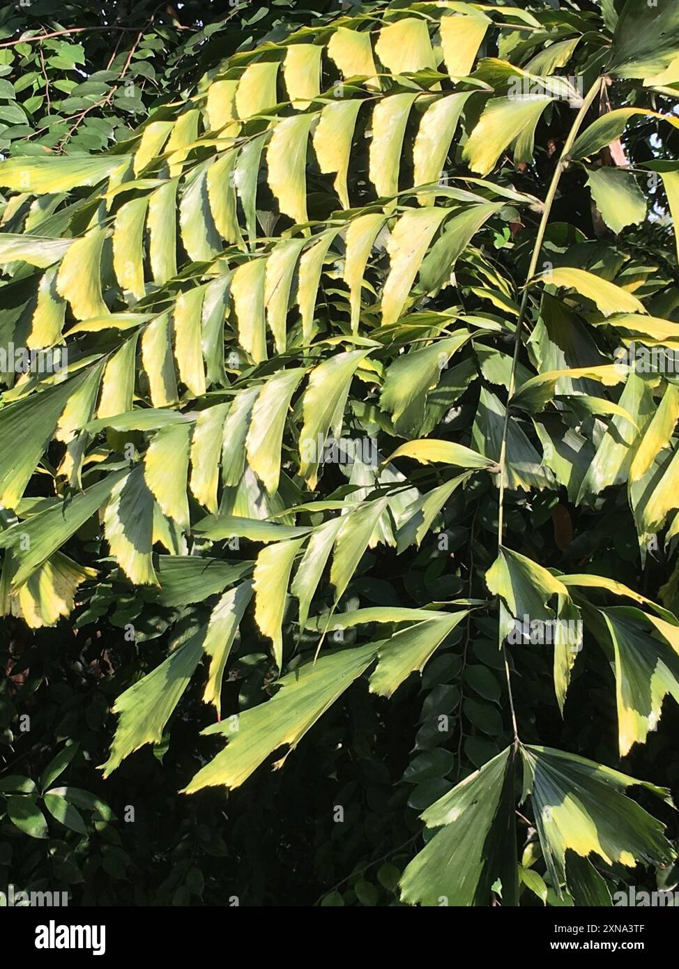 Fishtail palms (Caryota) Plantae Stock Photo - Alamy