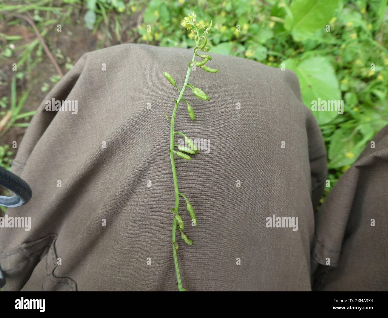 Bog Yellowcress (Rorippa palustris) Plantae Stock Photo - Alamy