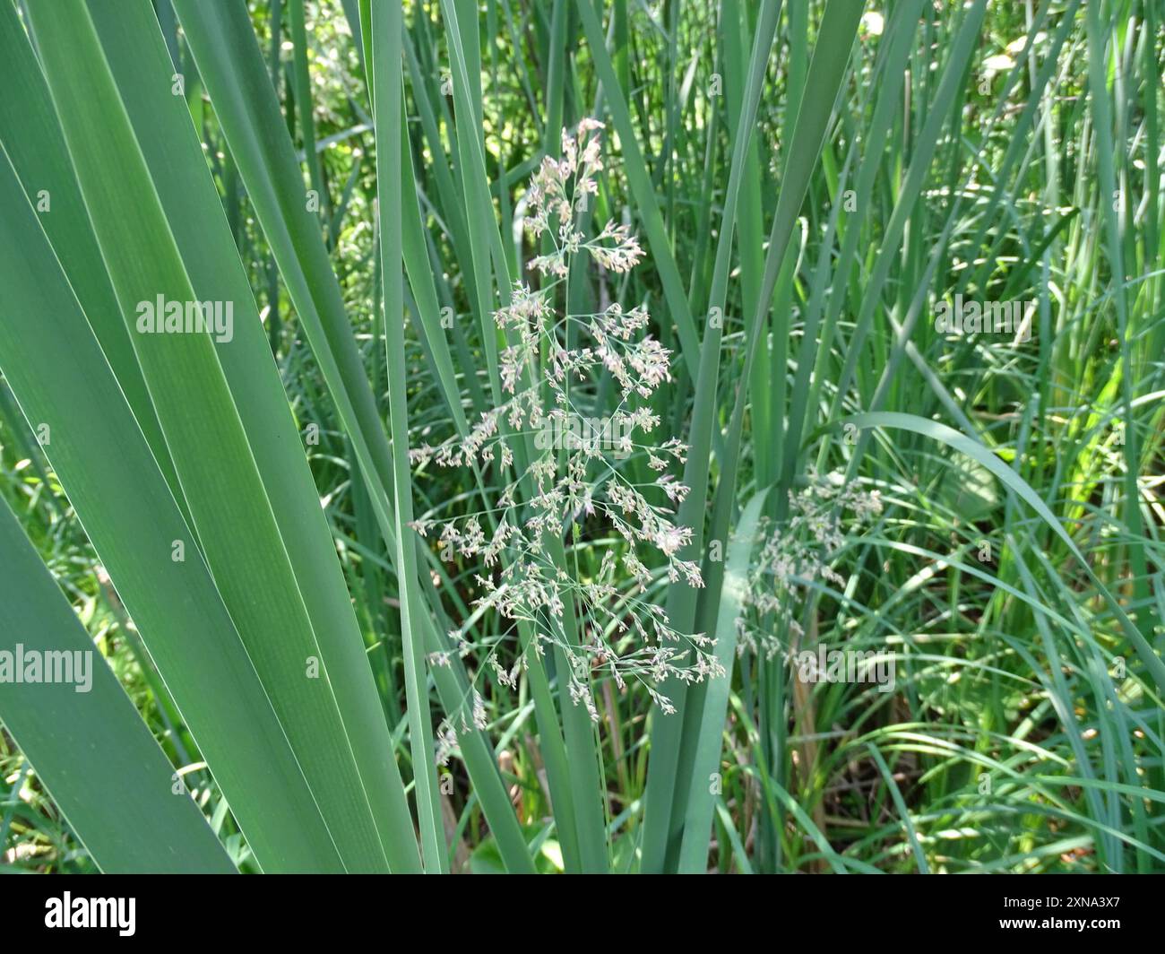 canadian bluejoint (Calamagrostis canadensis) Plantae Stock Photo - Alamy