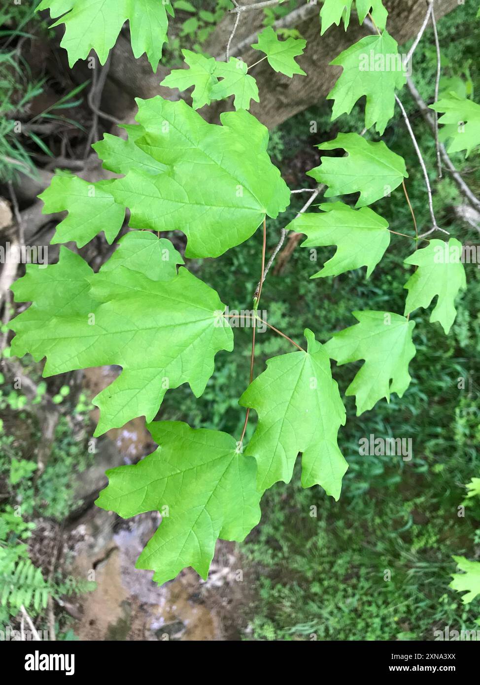 southern sugar maple (Acer floridanum) Plantae Stock Photo - Alamy