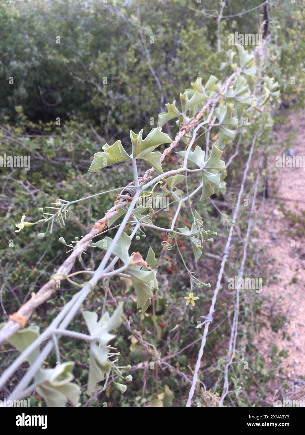 wareque (Ibervillea sonorae) Plantae Stock Photo - Alamy