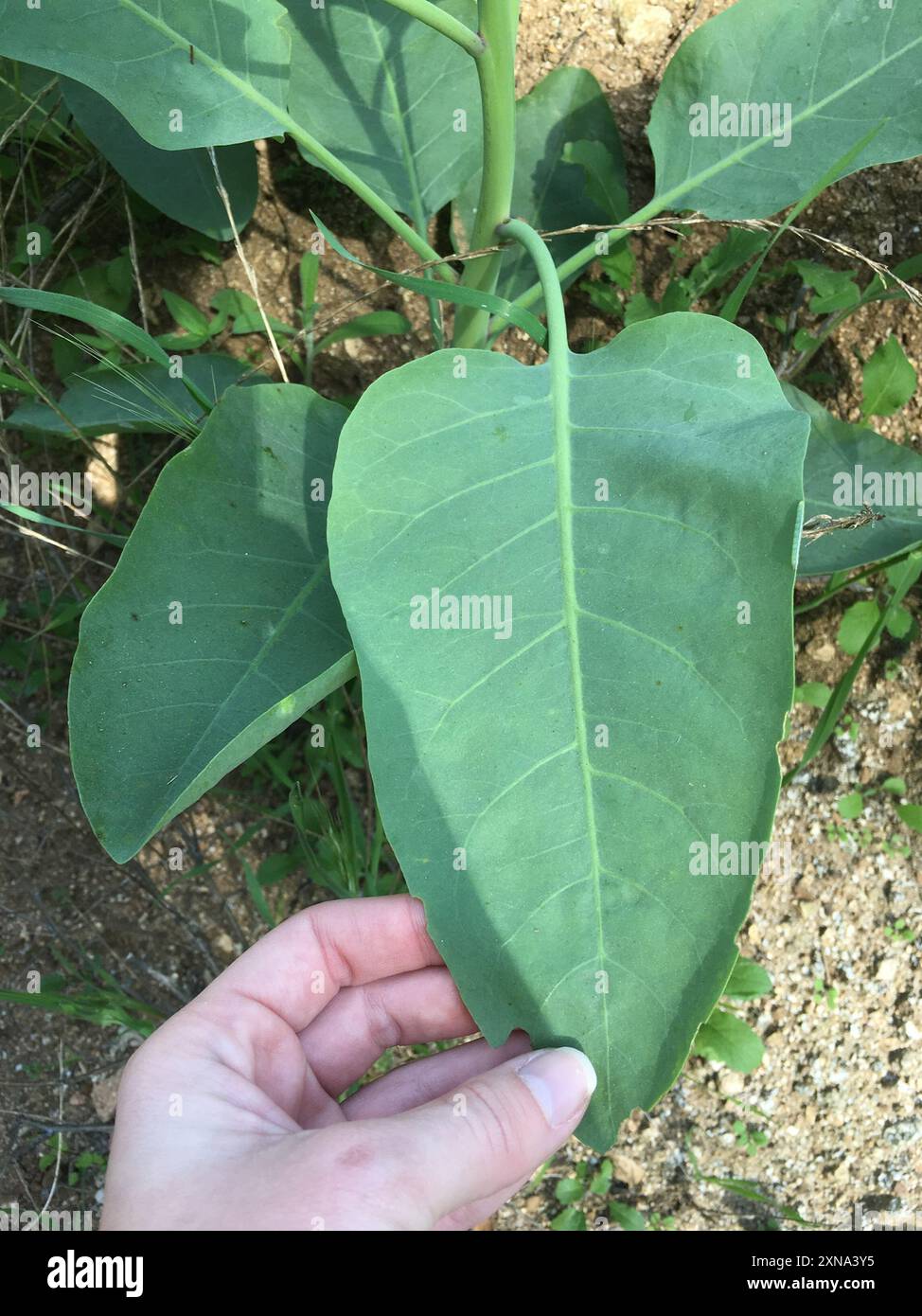 tree tobacco (Nicotiana glauca) Plantae Stock Photo - Alamy