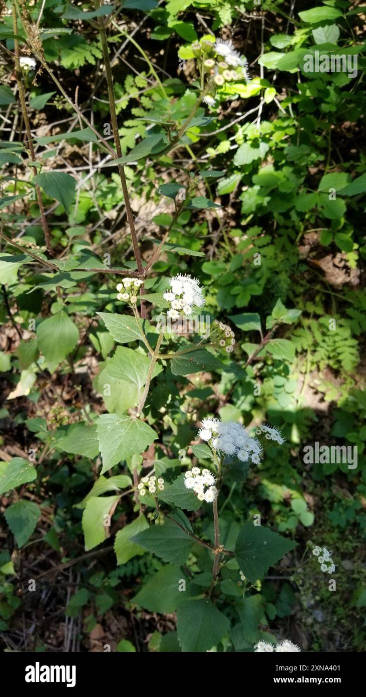 Crofton Weed (Ageratina adenophora) Plantae Stock Photo - Alamy