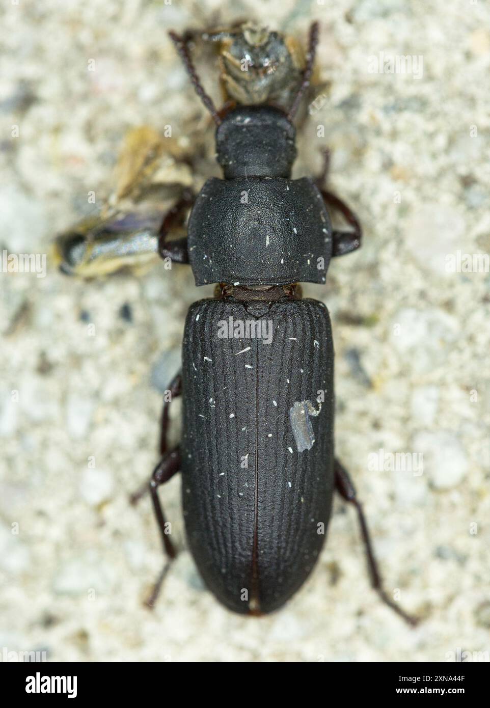 Tenebrio obscurus hi-res stock photography and images - Alamy