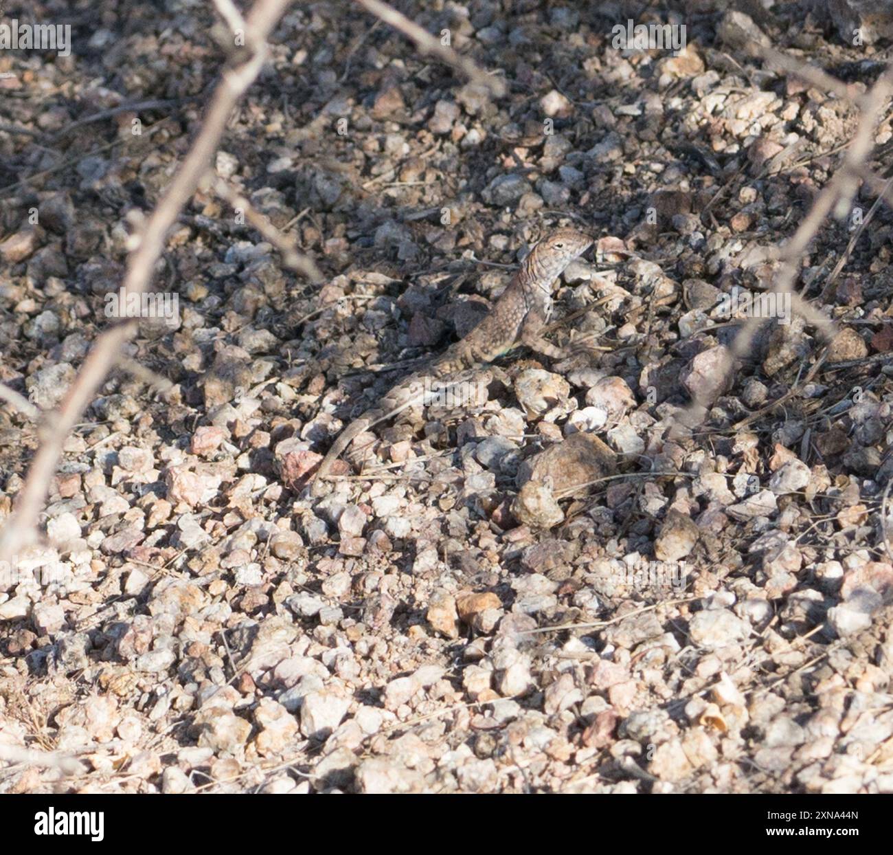 Greater Earless Lizard (Cophosaurus texanus) Reptilia Stock Photo - Alamy