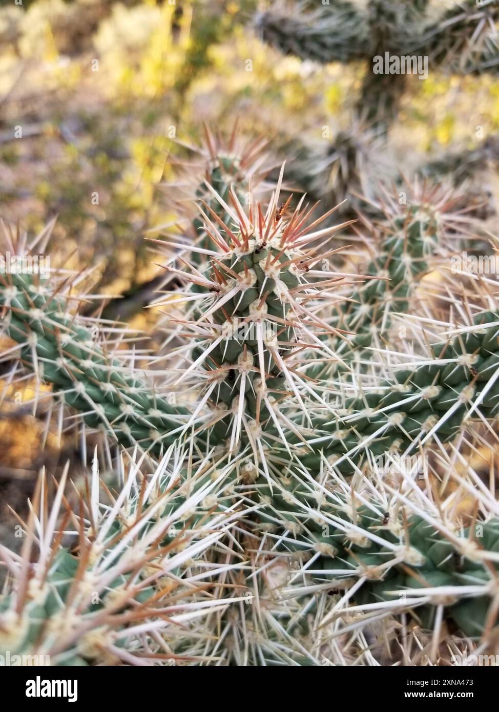 Whipple Cholla (Cylindropuntia whipplei) Plantae Stock Photo - Alamy