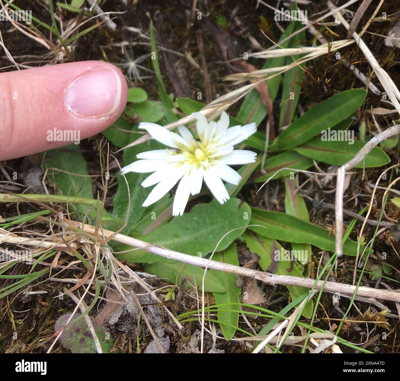 Chikku Chikku (Hypochaeris sessiliflora) Plantae Stock Photo - Alamy