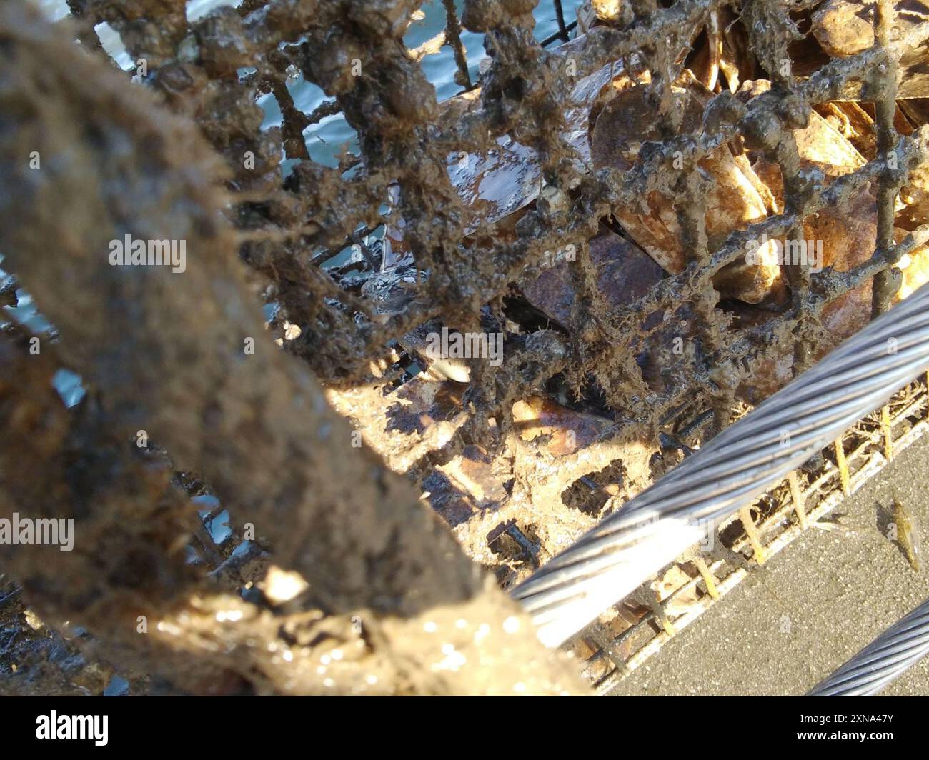 Tautog (Tautoga onitis) Actinopterygii Stock Photo - Alamy