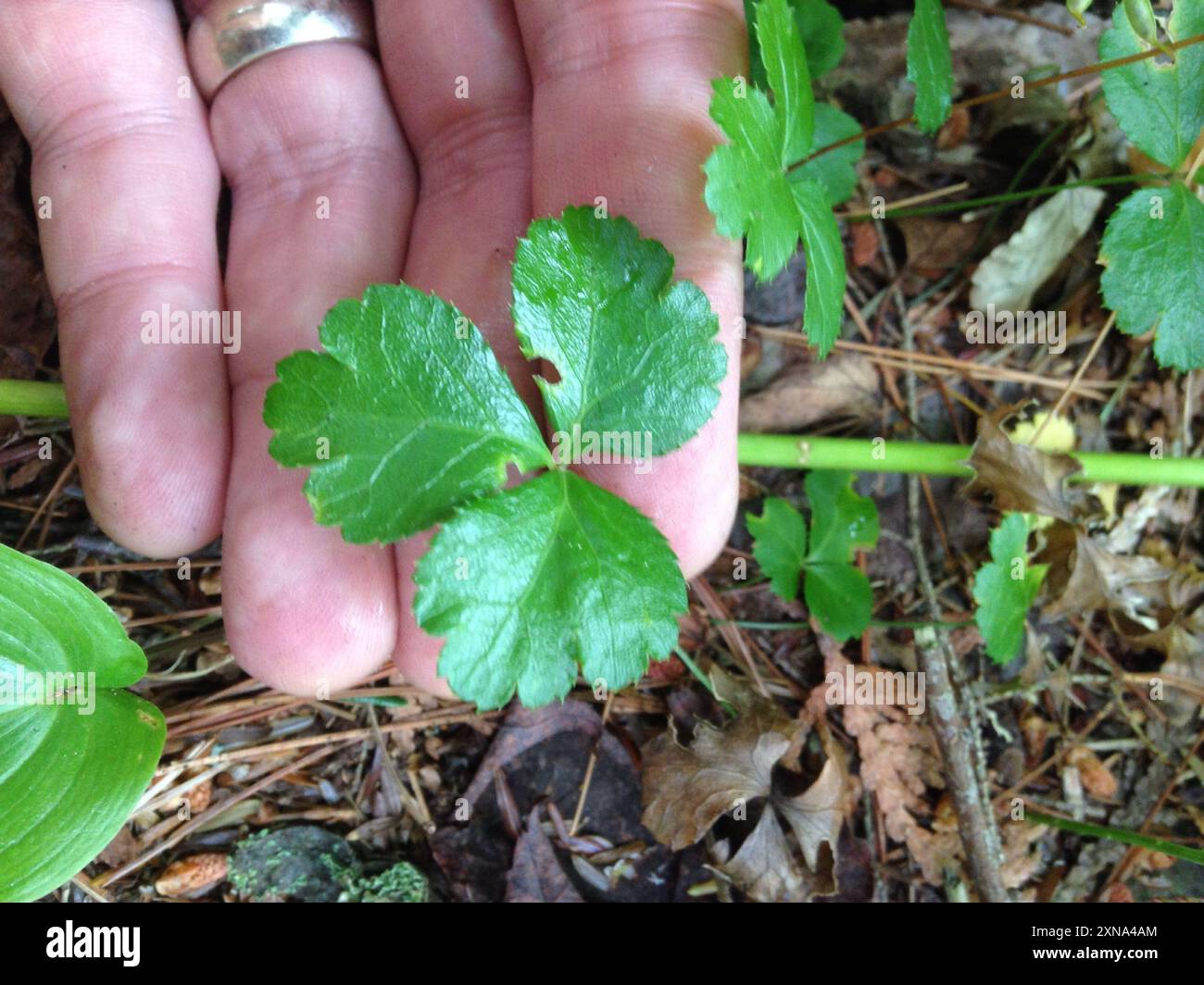 threeleaf goldthread (Coptis trifolia) Plantae Stock Photo - Alamy