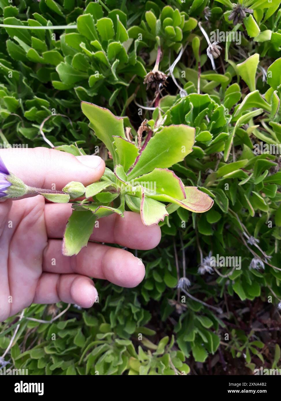 trailing African daisy (Dimorphotheca fruticosa) Plantae Stock Photo ...