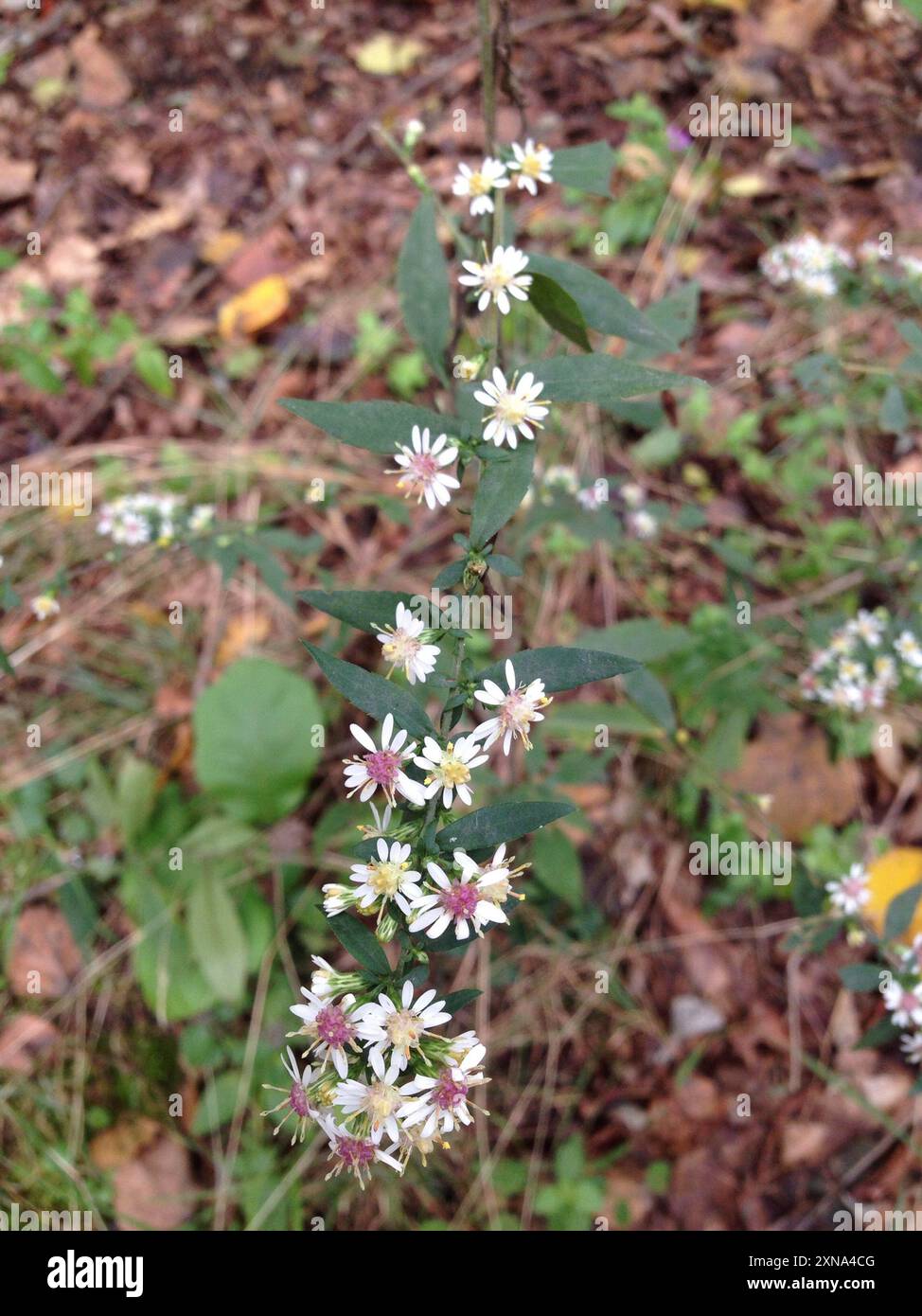 calico aster (Symphyotrichum lateriflorum) Plantae Stock Photo - Alamy