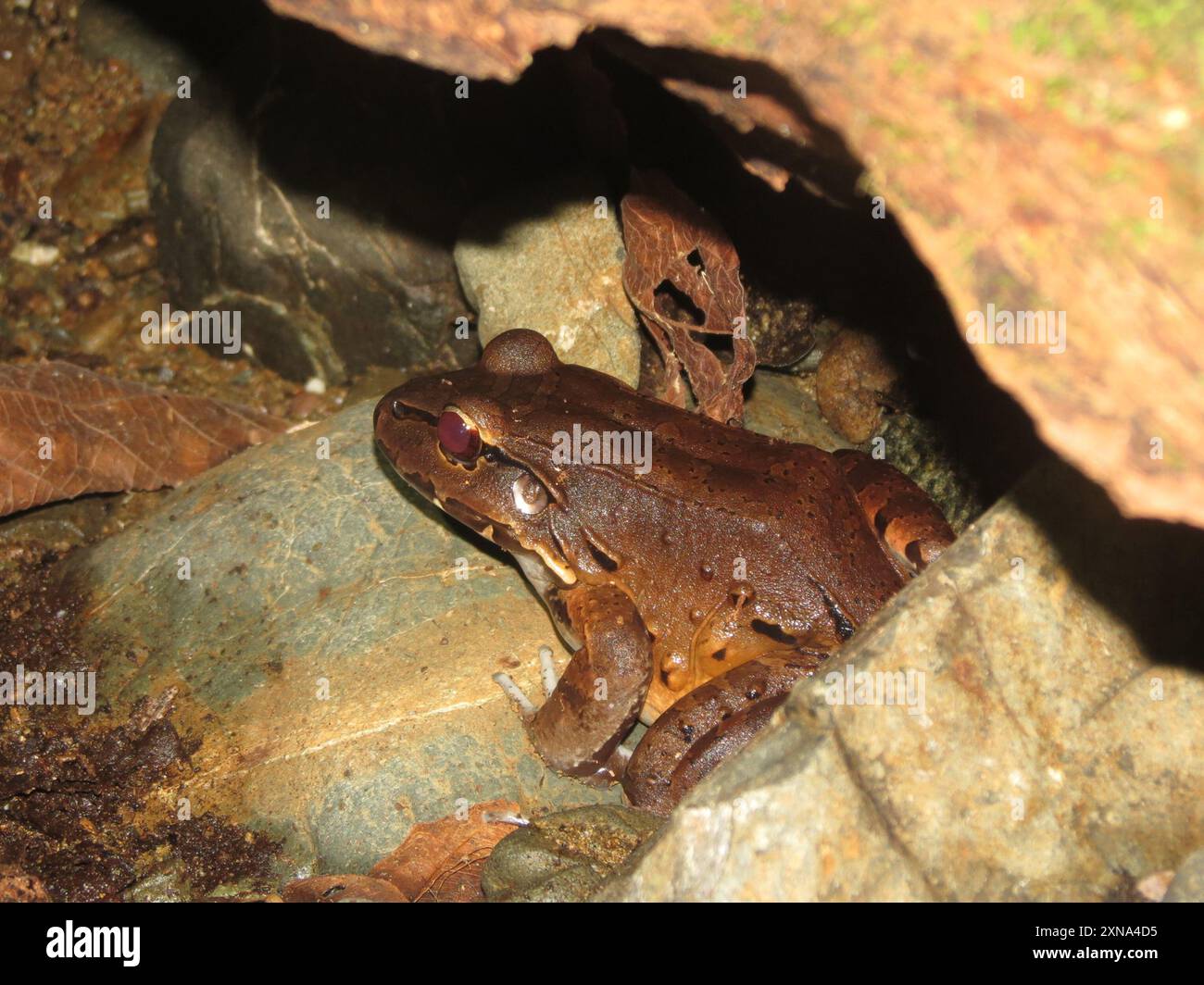 Neotropical Grass Frogs (Leptodactylus) Amphibia Stock Photo - Alamy