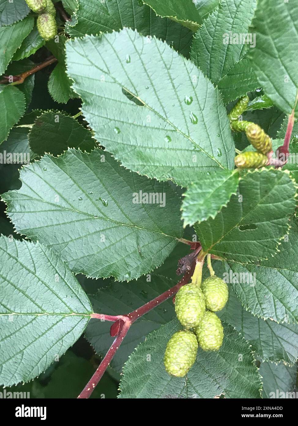 green alder (Alnus alnobetula) Plantae Stock Photo - Alamy