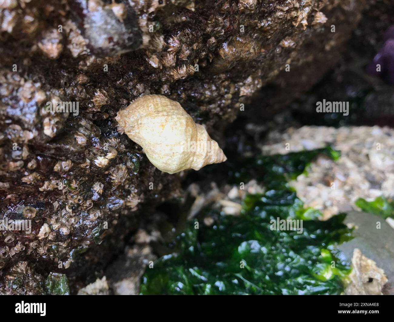Frilled Dogwinkle (Nucella lamellosa) Mollusca Stock Photo - Alamy