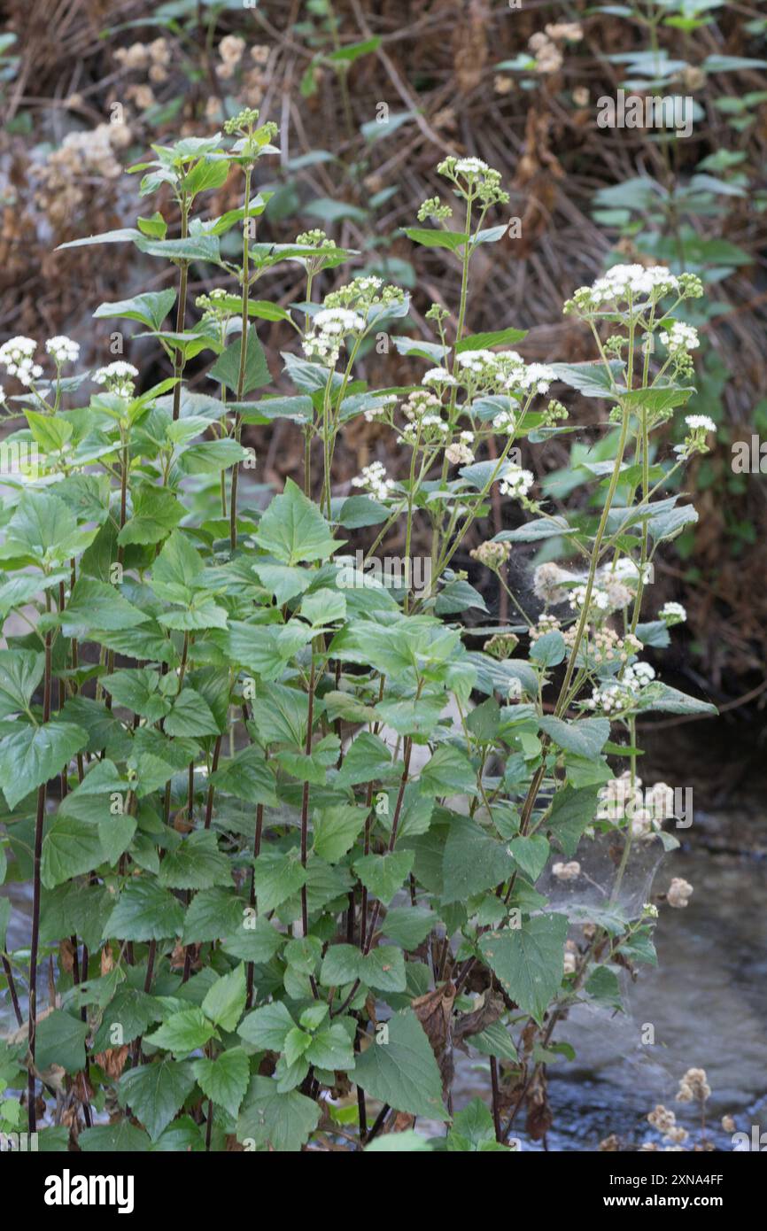 Crofton Weed (Ageratina adenophora) Plantae Stock Photo - Alamy