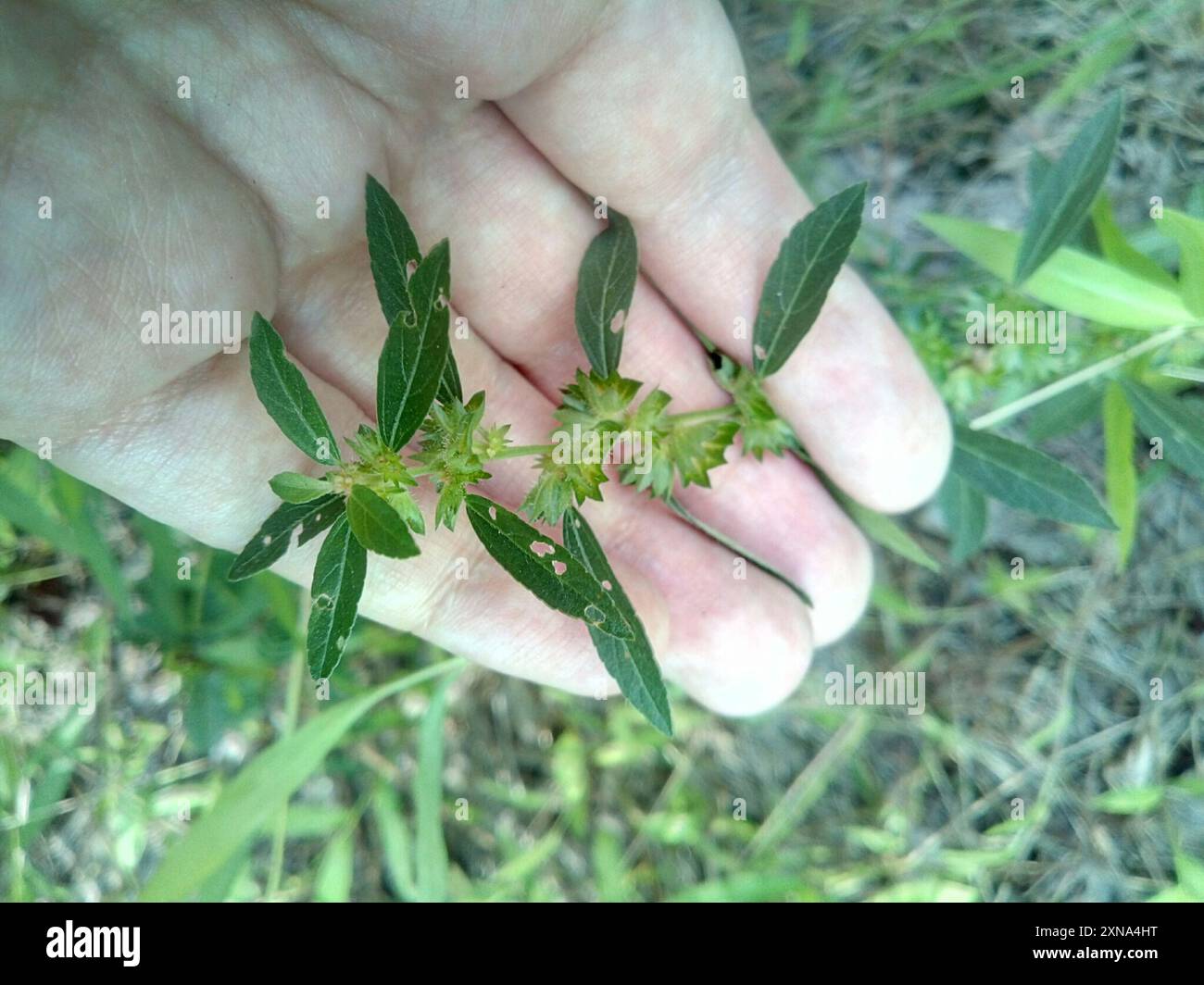 Slender Three-seeded Mercury (Acalypha gracilens) Plantae Stock Photo ...