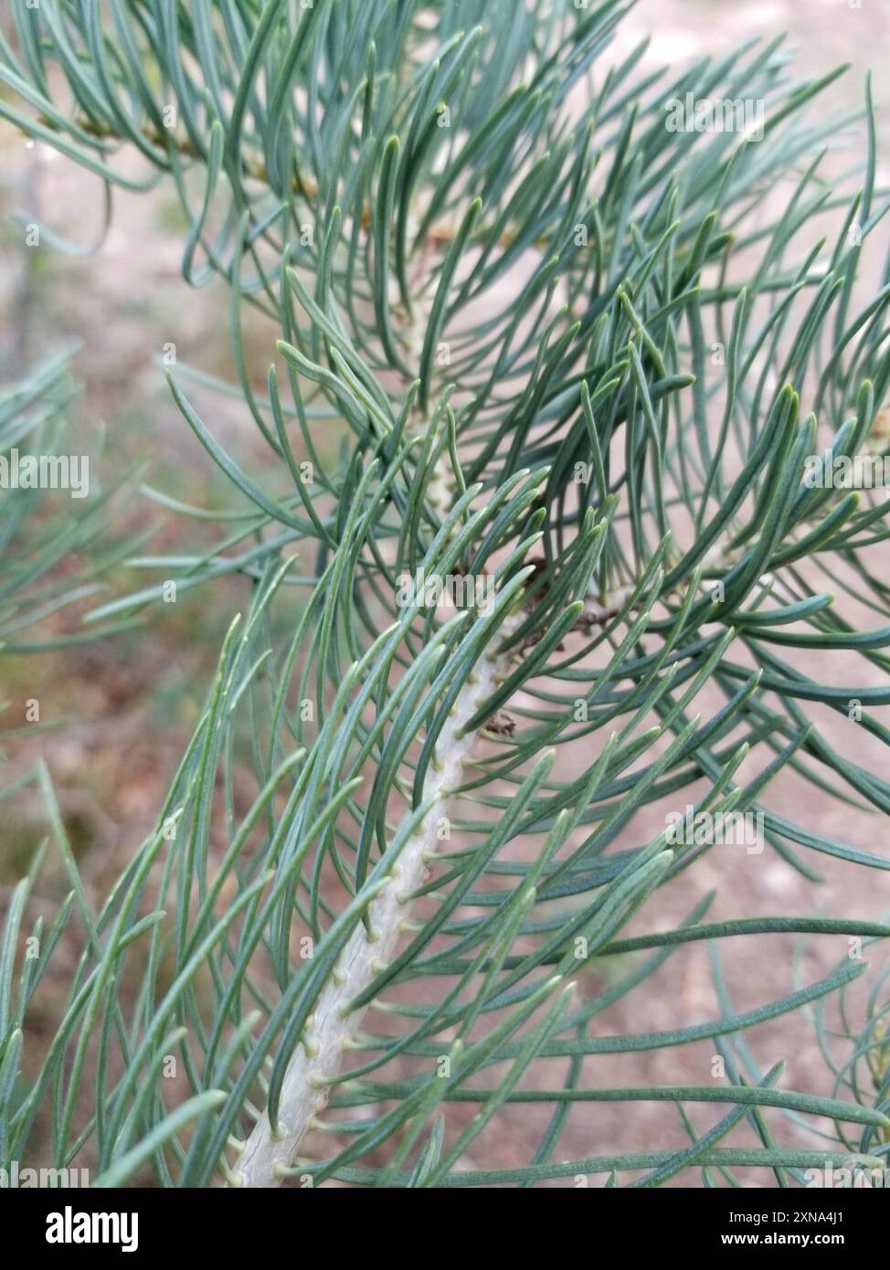 white fir (Abies concolor) Plantae Stock Photo - Alamy