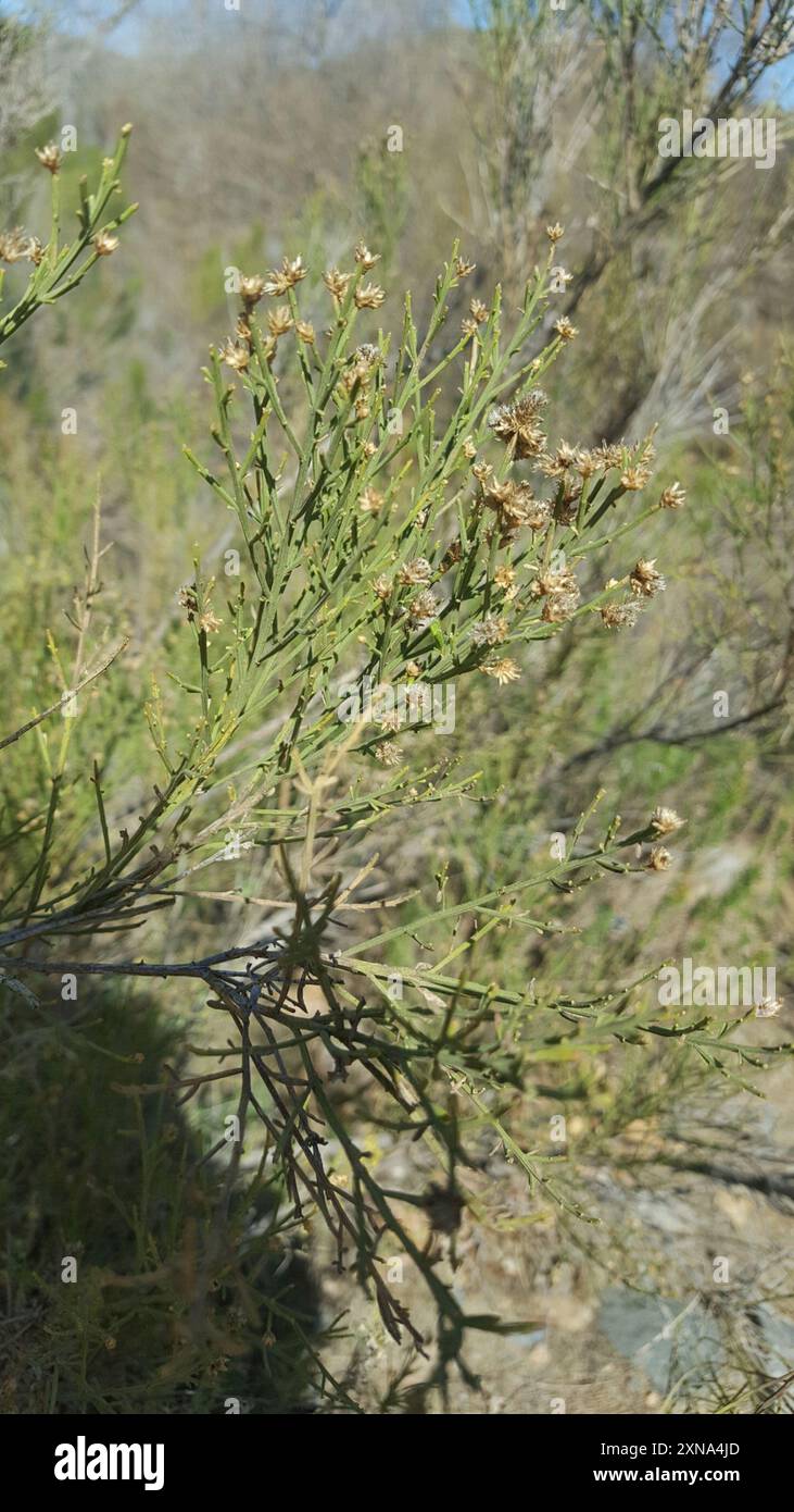 Desert Broom (Baccharis sarothroides) Plantae Stock Photo - Alamy