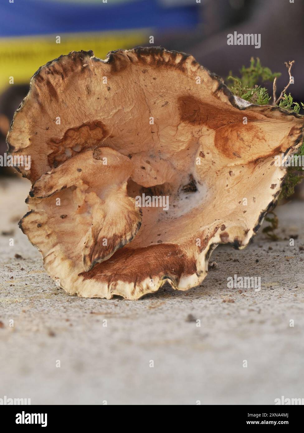 Blushing Rosette (Abortiporus biennis) Fungi Stock Photo - Alamy