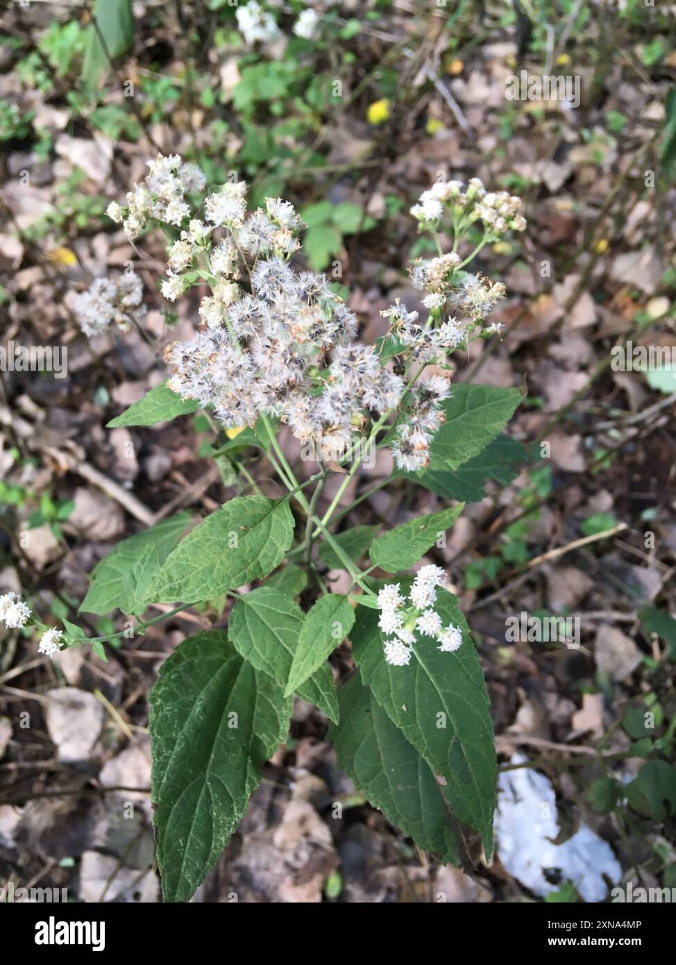 white snakeroot (Ageratina altissima) Plantae Stock Photo - Alamy