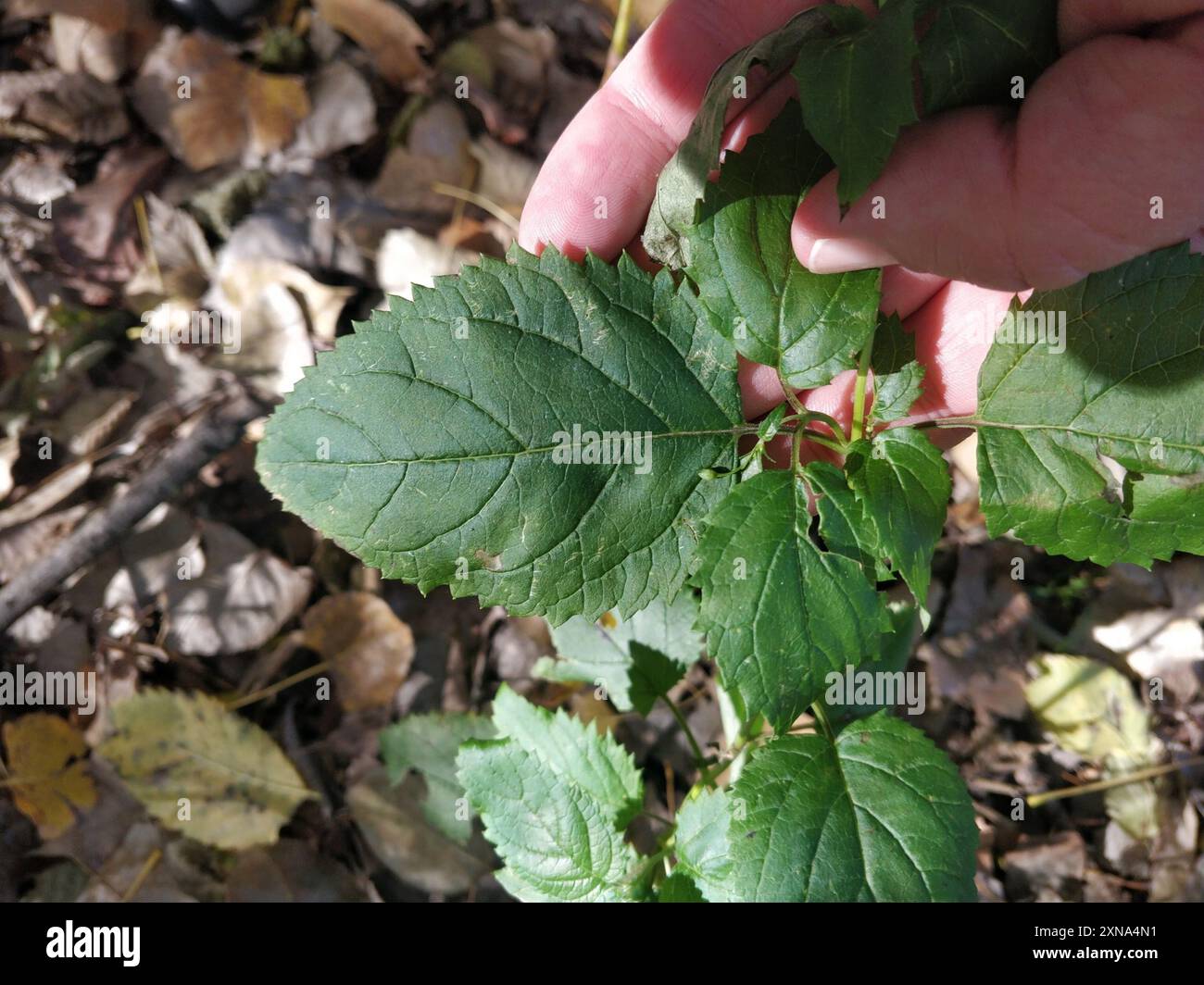 late figwort (Scrophularia marilandica) Plantae Stock Photo - Alamy
