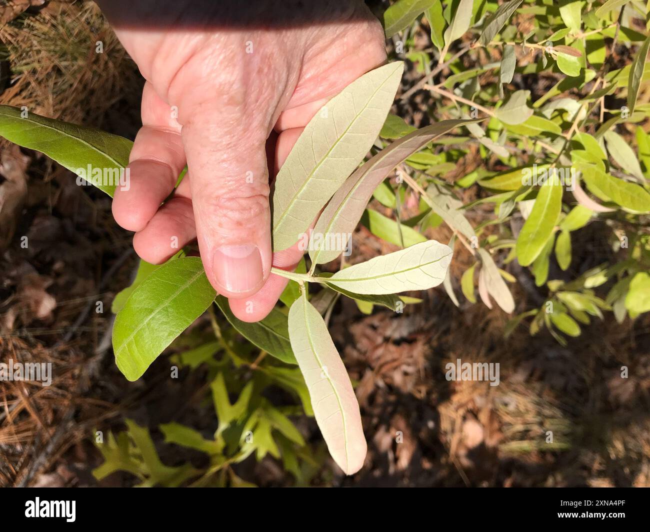 bluejack oak (Quercus incana) Plantae Stock Photo - Alamy