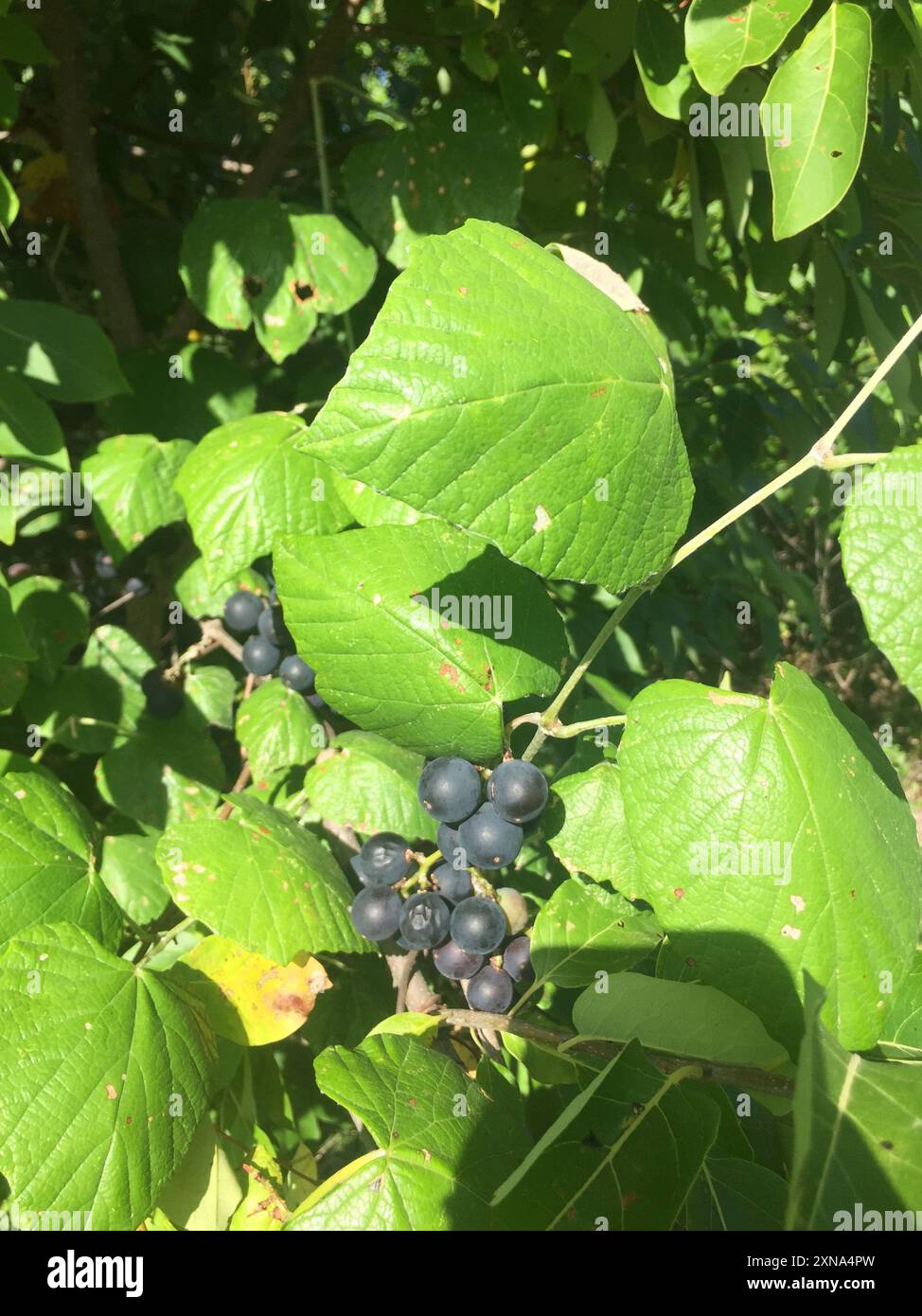 Vitis mustangensis hi-res stock photography and images - Alamy