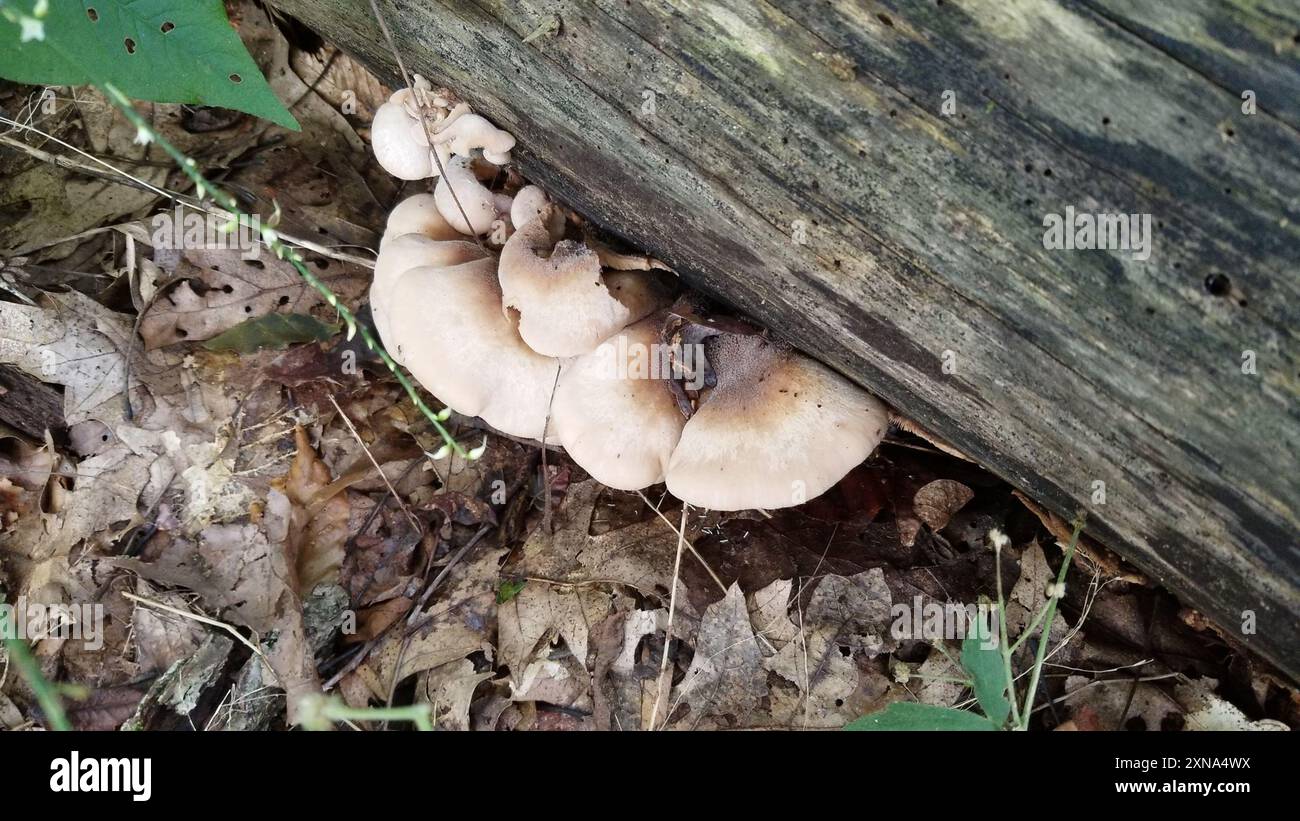 bear lentinus (Lentinellus ursinus) Fungi Stock Photo - Alamy